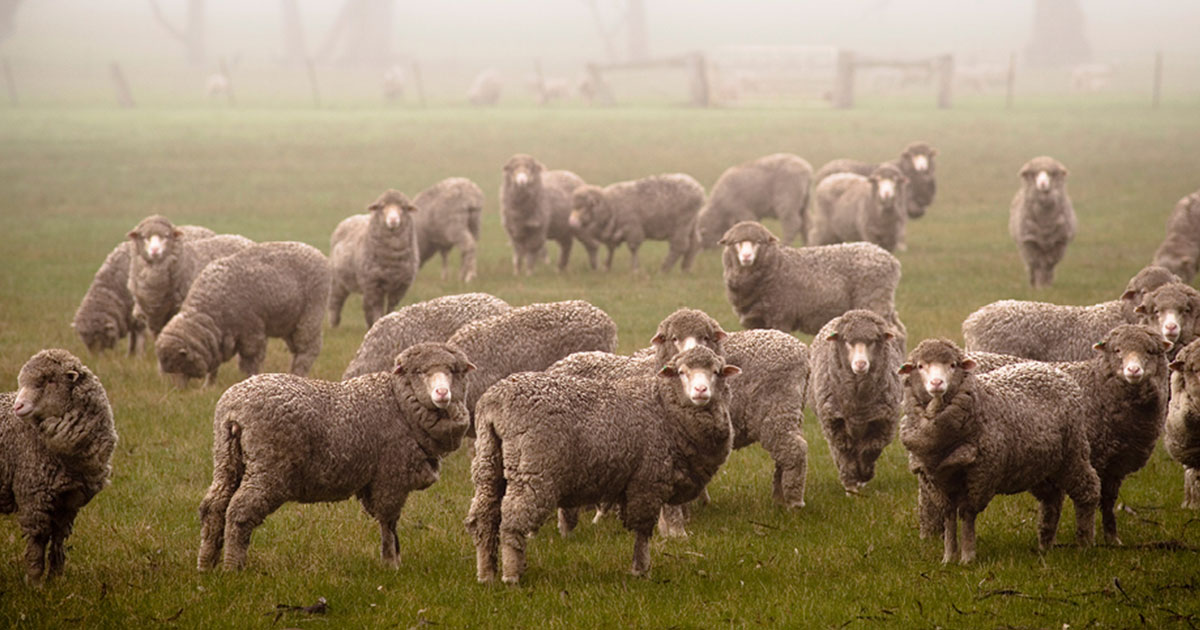 Sheep market update June 2025 | Bendigo Bank
