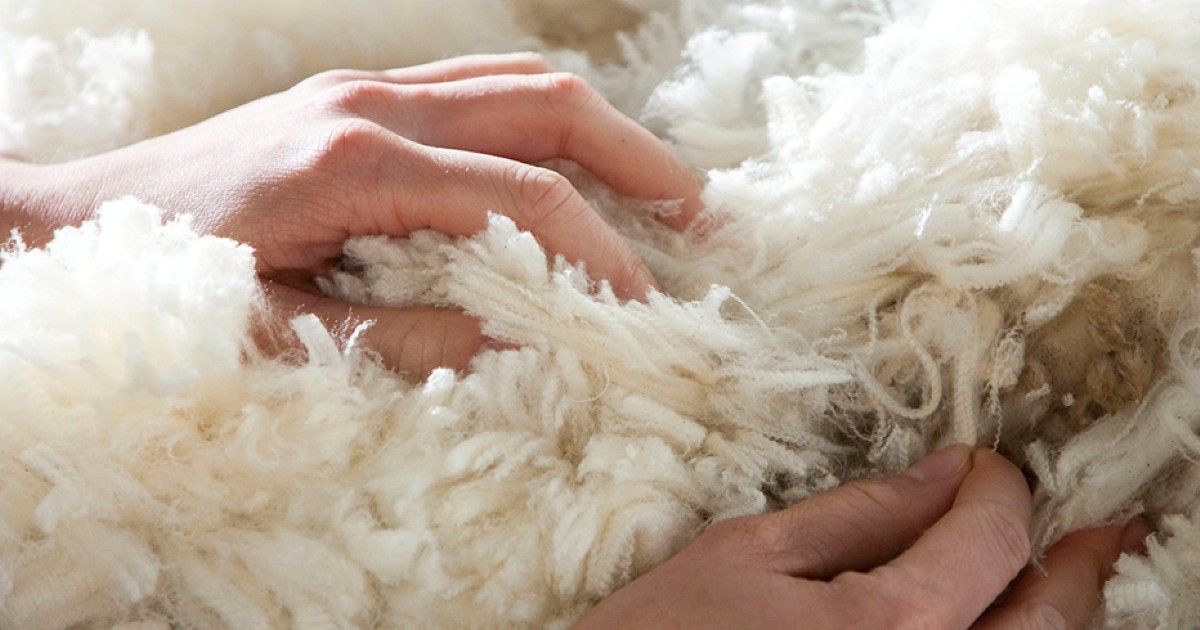 Wool market update October 2025 | Bendigo Bank