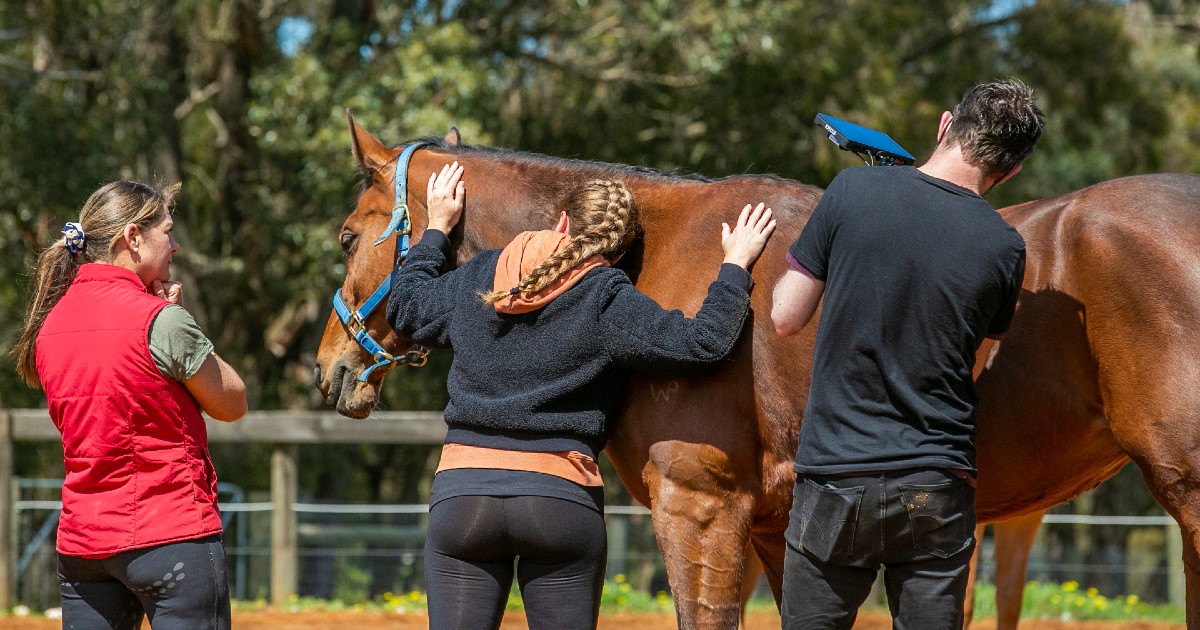 The Stable Relief Trauma Project | Bendigo Bank